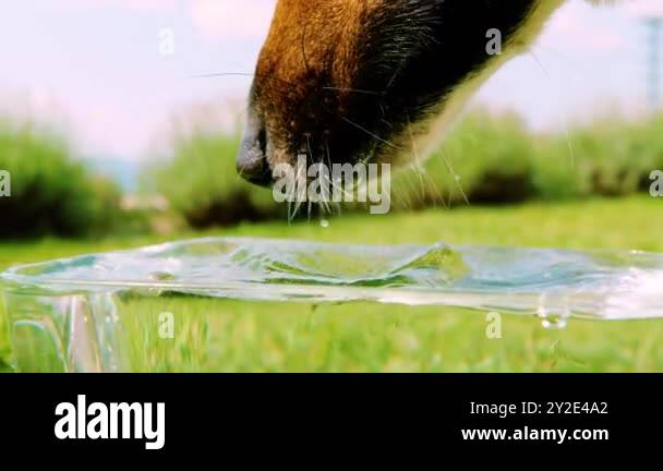 Dog lapping water tongue Stock Videos & Footage - HD and 4K Video Clips ...