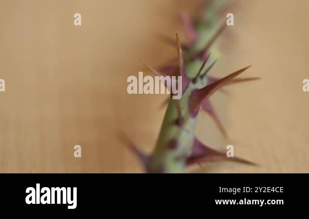 Plant stem texture Stock Videos & Footage - HD and 4K Video Clips - Alamy