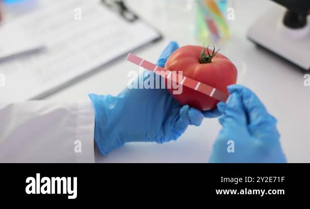 Researcher uses a color scale to assess the ripeness of a fresh tomato ...