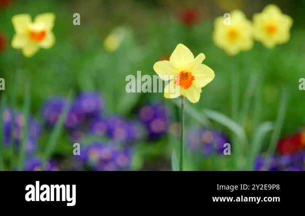 Display spring daffodils outside Stock Videos & Footage - HD and 4K ...