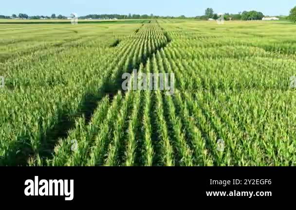 Green fields corn Stock Videos & Footage - HD and 4K Video Clips - Alamy