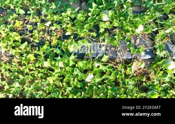 Indiana farm aerial Stock Videos & Footage - HD and 4K Video Clips - Alamy