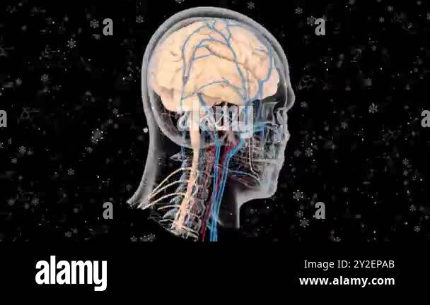 Detailed 3D visualization of human brain anatomy showing blood vessels ...