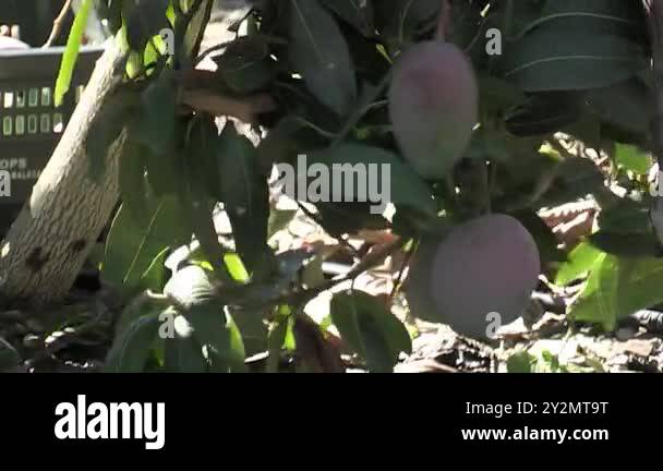 Mangoes in a tree Stock Videos & Footage - HD and 4K Video Clips - Alamy