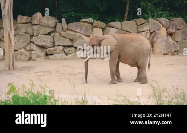 Two elephants walking in the zoo outdoors, beautiful big animals ...