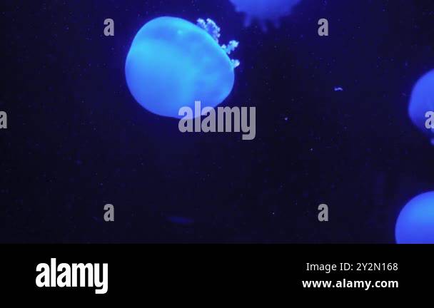 transparent dangerous toxic poisonous sea creatures jellyfish swim in ...