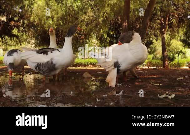 Geese wade into a shallow pool of water and try to catch some food ...