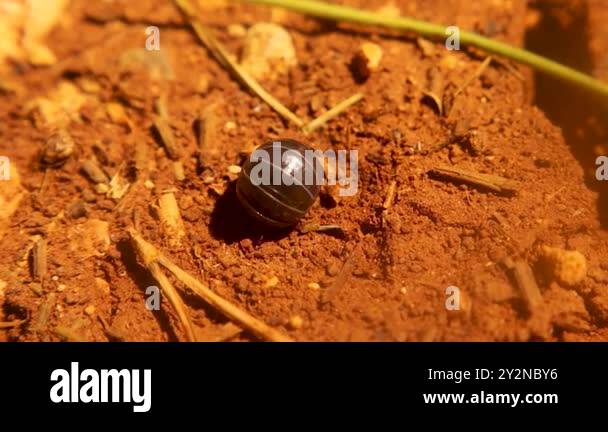 Woodlouse curling up into a ball. woodlice, slater, arthropods ...
