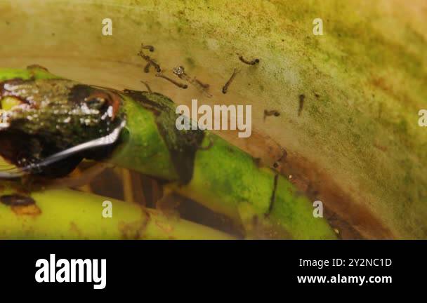 Mosquito larvae.larva hangs upside down from surface of water ...