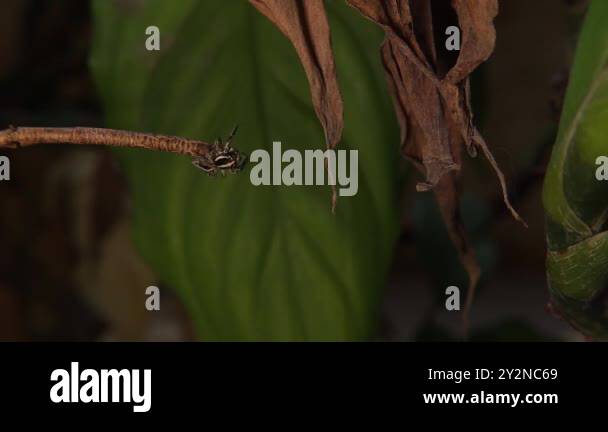 Spiders in nature Stock Videos & Footage - HD and 4K Video Clips - Alamy