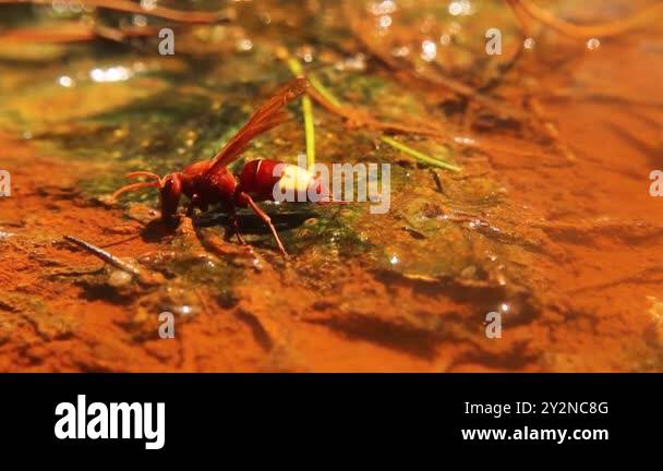 Oriental Hornet (Vespa orientalis) drinking from a water trough.Urban ...
