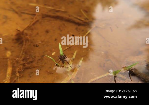 Spider pool Stock Videos & Footage - HD and 4K Video Clips - Alamy