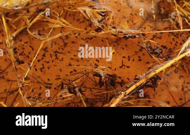 Mosquito larvae and pupae in a stagnant pool of water.larva hangs ...