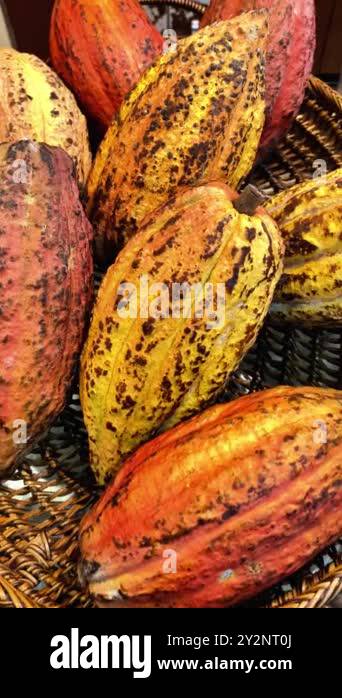 Ripe cocoa beans Stock Videos & Footage - HD and 4K Video Clips - Alamy