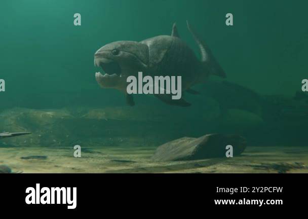 Devonian fish fossil Stock Videos & Footage - HD and 4K Video Clips - Alamy