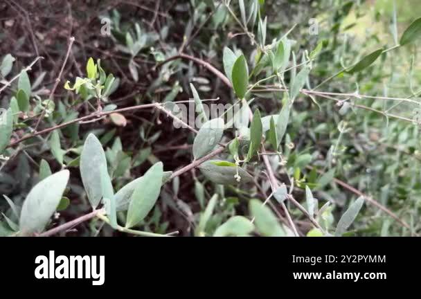 Prostrate plant Stock Videos & Footage - HD and 4K Video Clips - Alamy