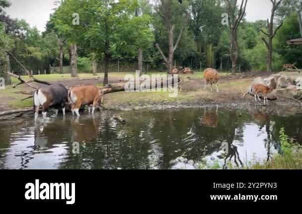 Domesticated banteng tembadau cattle Stock Videos & Footage - HD and 4K ...
