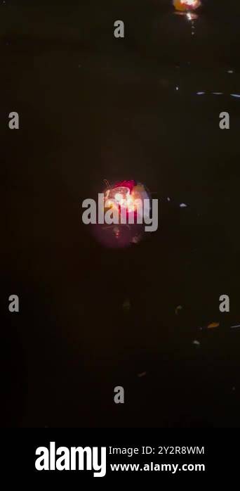 Ganga aarti, Fire flames along with roses and marigold flowers floating ...