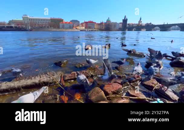 Historic swan house Stock Videos & Footage - HD and 4K Video Clips - Alamy