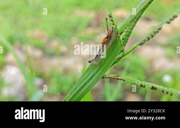 Crawling moth larvae Stock Videos & Footage - HD and 4K Video Clips - Alamy