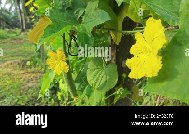 Loofah plant flower gourd Stock Videos & Footage - HD and 4K Video ...