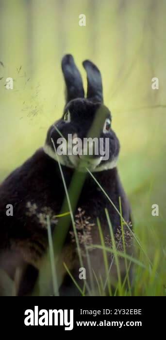 Alert rabbit Stock Videos & Footage - HD and 4K Video Clips - Alamy