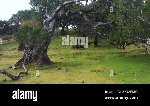 Portugal madeira island world heritage Stock Videos & Footage - HD and ...