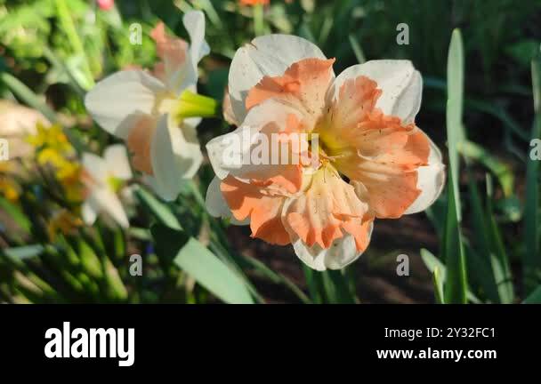 Beautiful varietal flower of narcissus. Blooming daffodil flower with ...