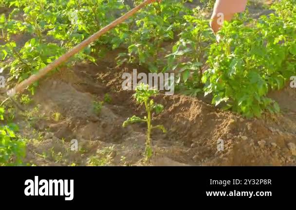 Effective farming Stock Videos & Footage - HD and 4K Video Clips - Alamy