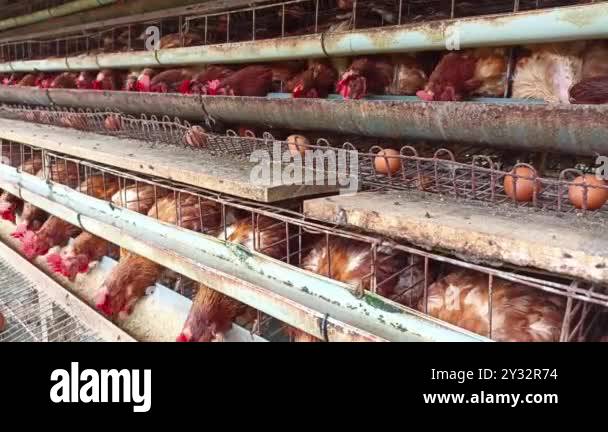 Laying hens kept in Stock Videos & Footage - HD and 4K Video Clips - Alamy