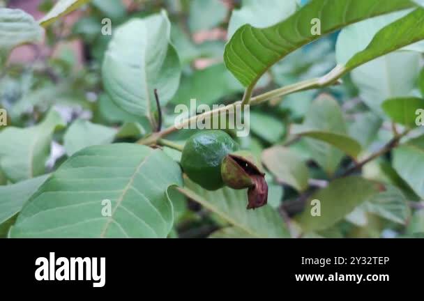 White guavas guava fruit Stock Videos & Footage - HD and 4K Video Clips ...