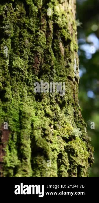 Short bark Stock Videos & Footage - HD and 4K Video Clips - Alamy