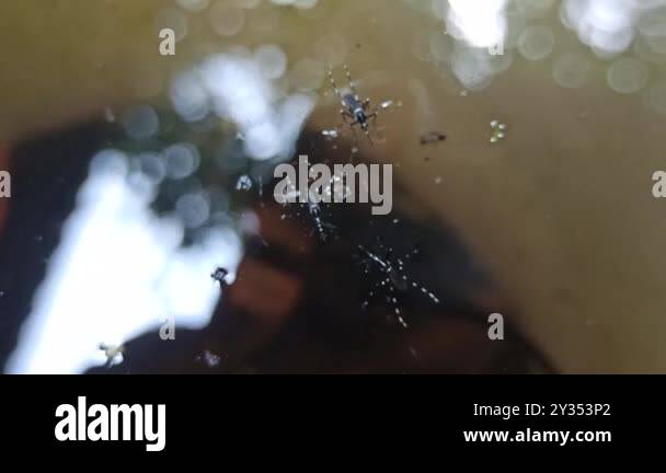 Anopheles pupa Stock Videos & Footage - HD and 4K Video Clips - Alamy
