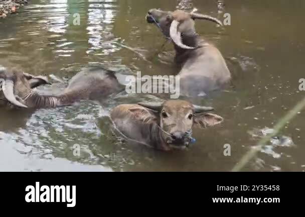 Buffalo bathing in river Stock Videos & Footage - HD and 4K Video Clips ...