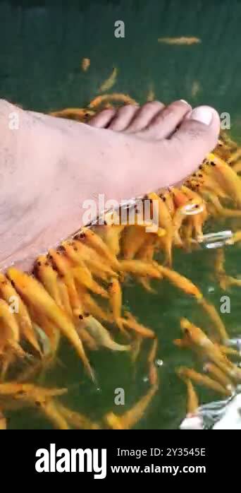 fish therapy in fish pond Stock Video Footage - Alamy