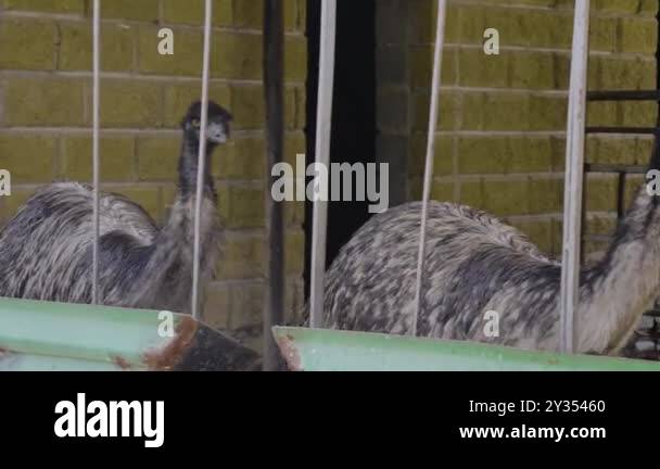 Emu farming Stock Videos & Footage - HD and 4K Video Clips - Alamy