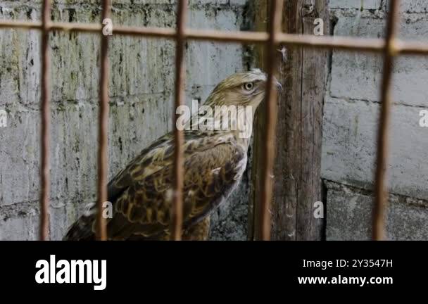 Raptor enclosure Stock Videos & Footage - HD and 4K Video Clips - Alamy