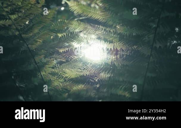 MACRO, LENS FLARE, DOF: Lush green fern sways in the wind blowing ...