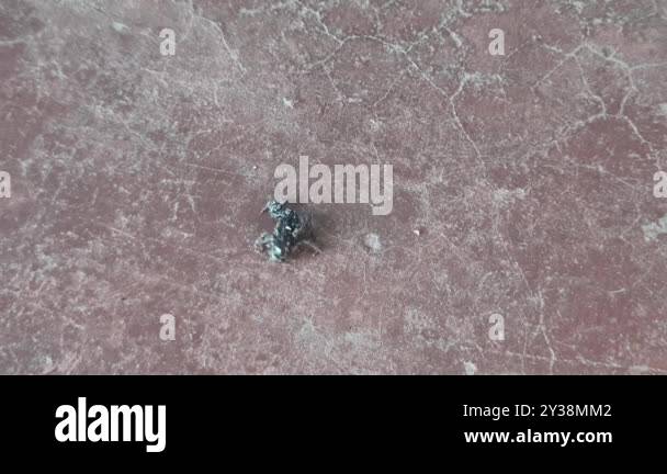 Little black frog. Frogs emerge during rainy season, hopping around in ...