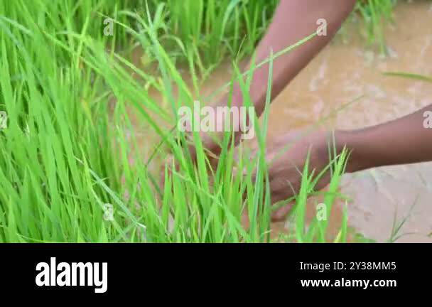 Rice nursery extirpate from bed.Farmers collecting saplings of rice ...
