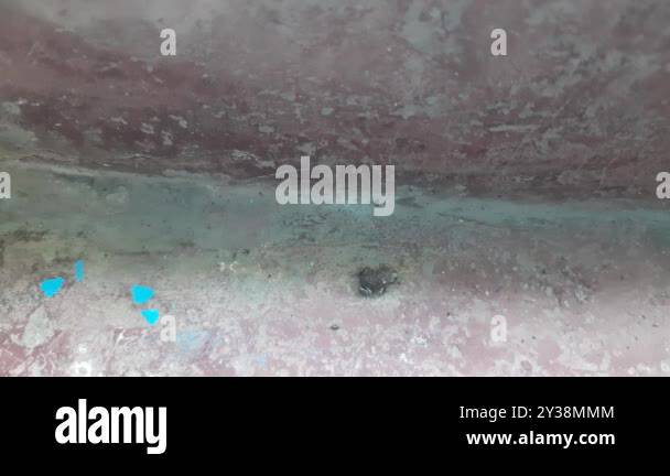 Little black frog. Frogs emerge during rainy season, hopping around in ...