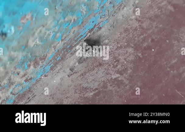 Little black frog. Frogs emerge during rainy season, hopping around in ...