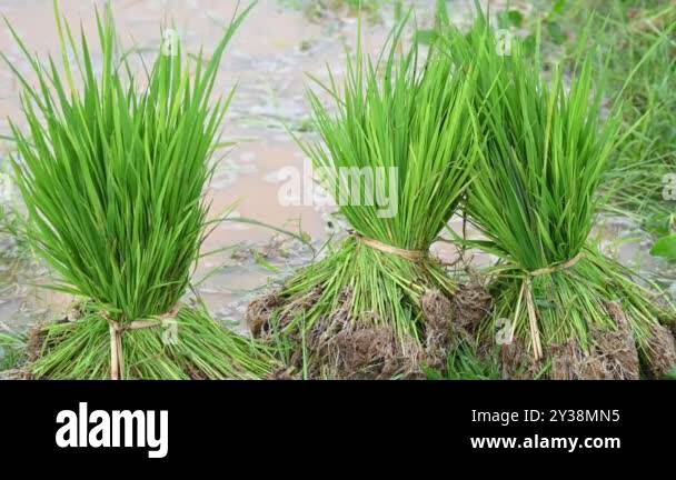 Rice nursery extirpate from bed.Farmers collecting saplings of rice ...