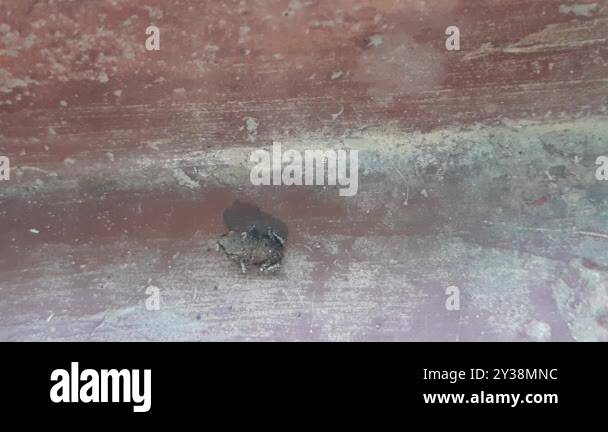 Little black frog. Frogs emerge during rainy season, hopping around in ...