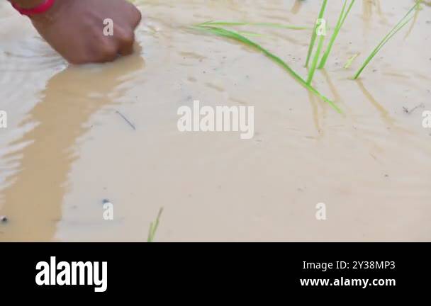 Rice agriculture farmer india Stock Videos & Footage - HD and 4K Video ...