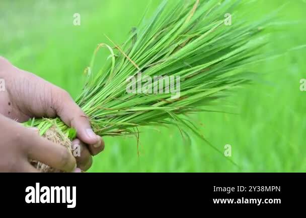 Rice nursery extirpate from bed.Farmers collecting saplings of rice ...