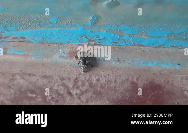 Little black frog. Frogs emerge during rainy season, hopping around in ...