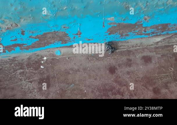 Little black frog. Frogs emerge during rainy season, hopping around in ...