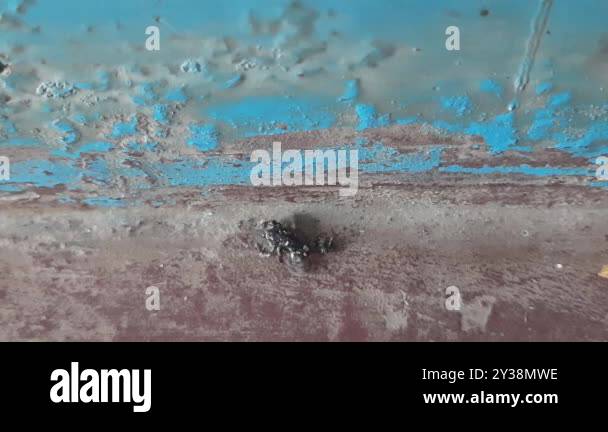 Little black frog. Frogs emerge during rainy season, hopping around in ...