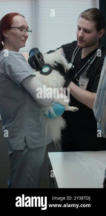 Vertical shot male vet Stock Videos & Footage - HD and 4K Video Clips ...